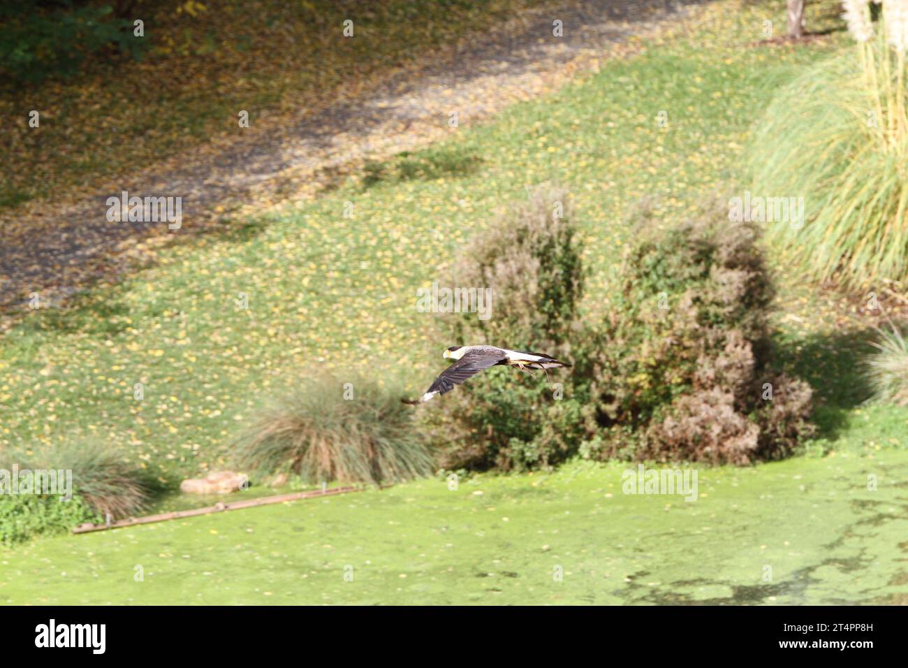 exterior day beauval zoo in an aviary flying birds show with a blue ...