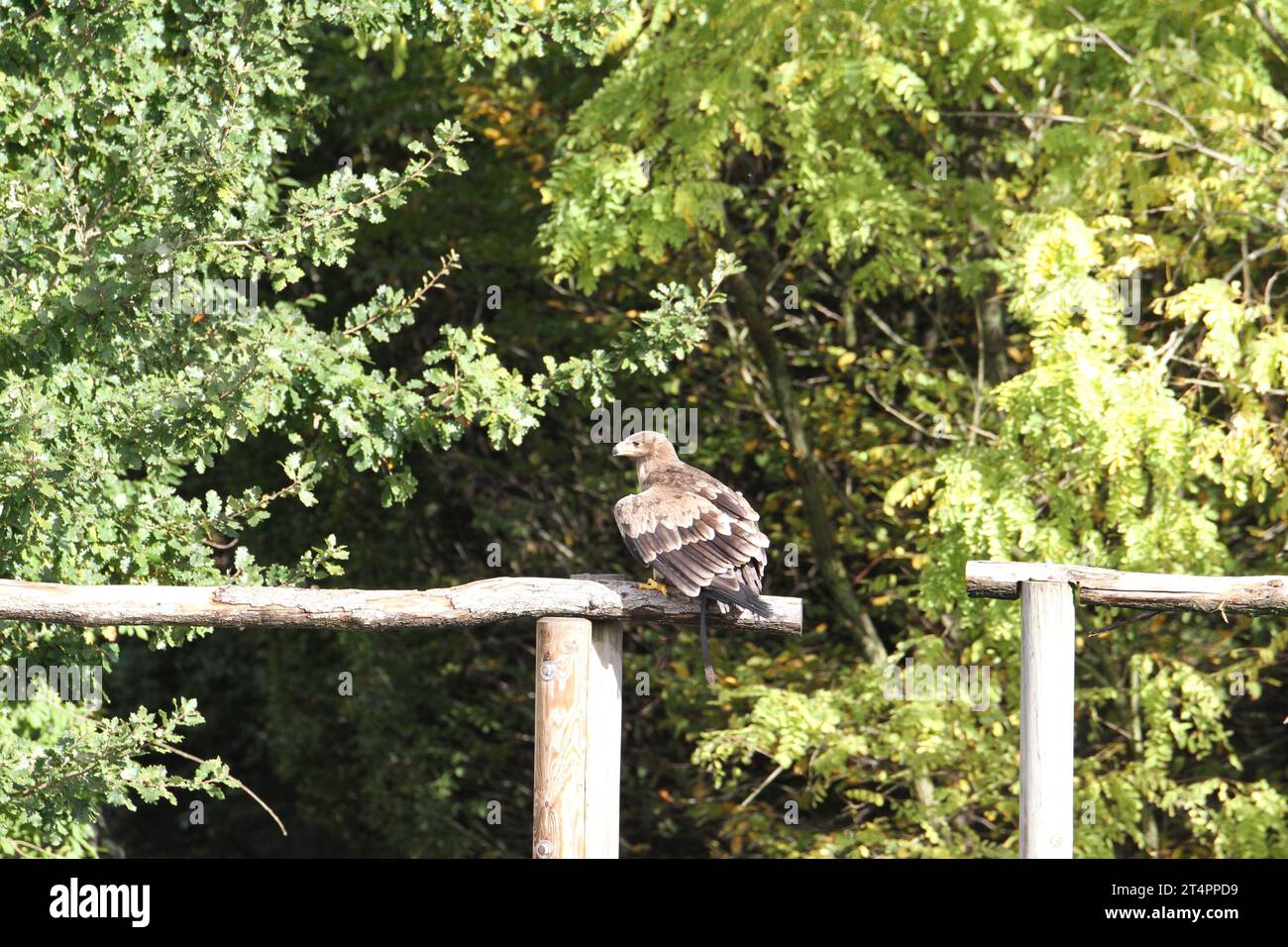 exterior day beauval zoo in an aviary flying birds show with a blue ...