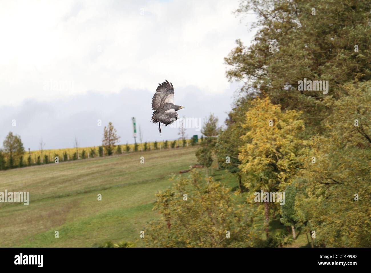 exterior day beauval zoo in an aviary flying birds show with a blue ...