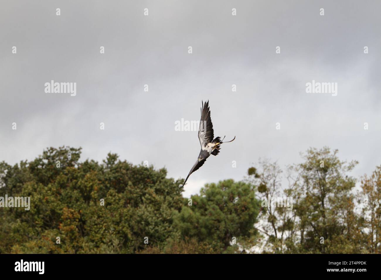 exterior day beauval zoo in an aviary flying birds show with a blue ...