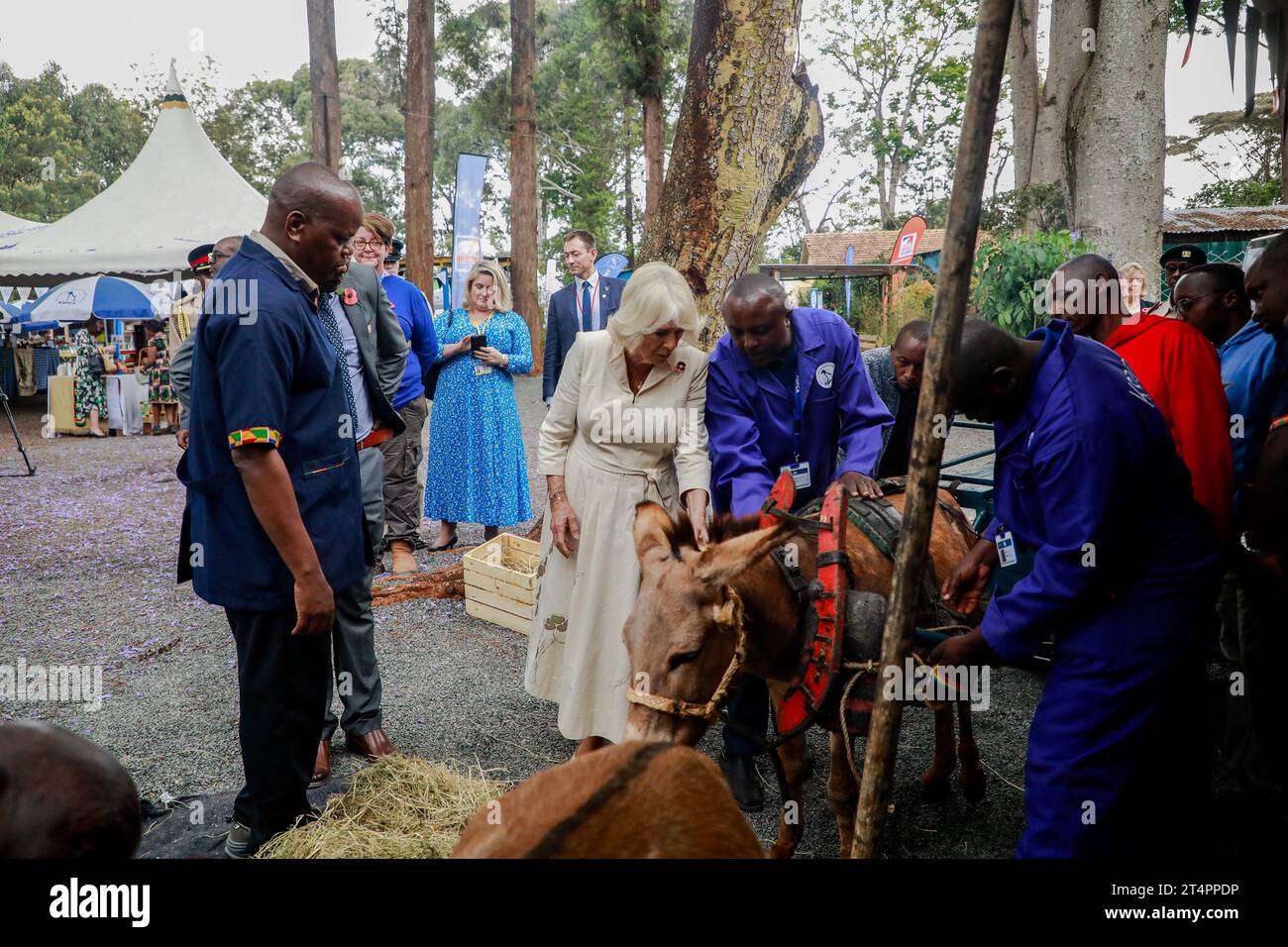 Queen Camilla touches a donkey during a visit to the Brooke Donkey ...