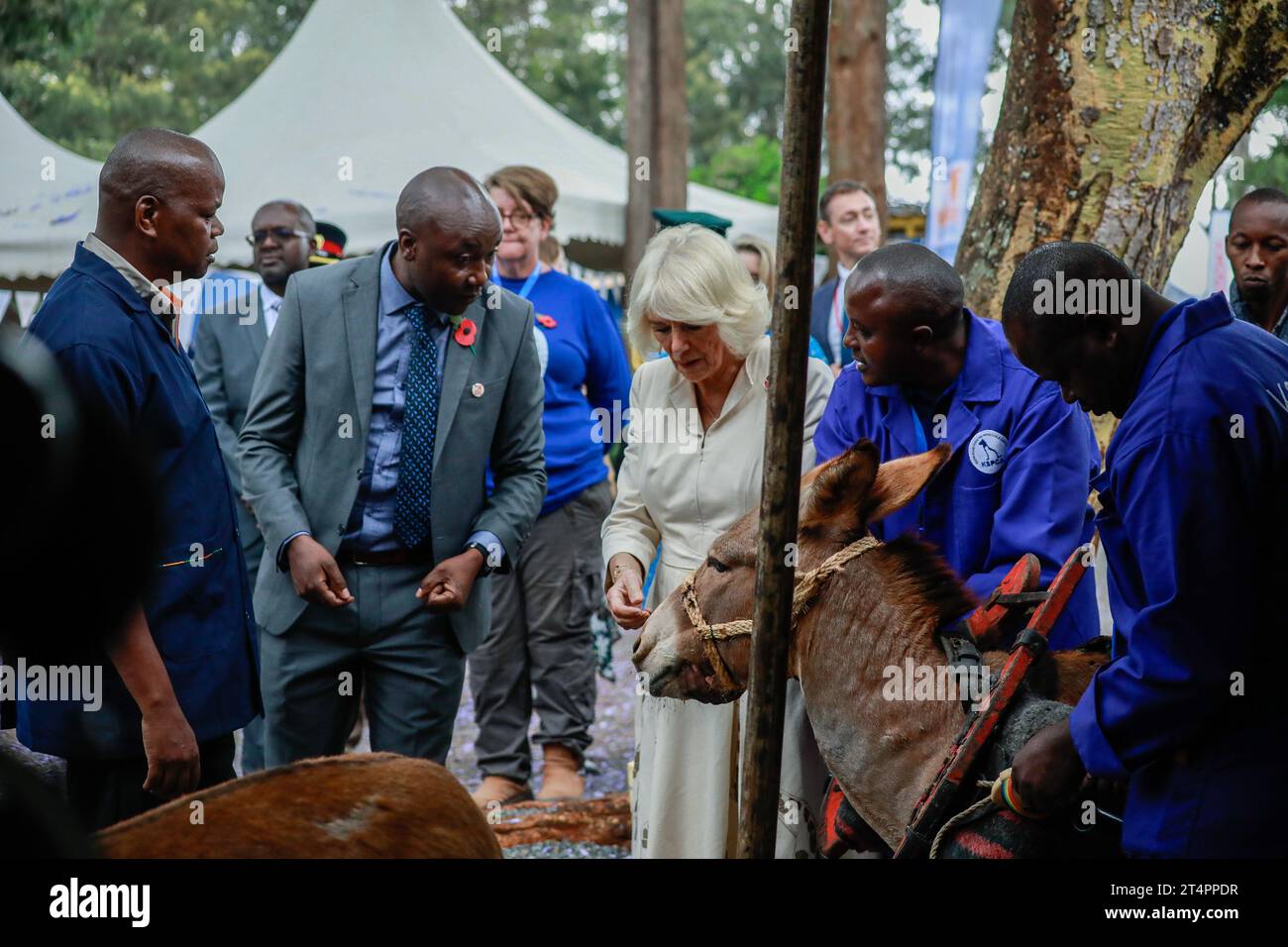 Queen Camilla feeds a donkey during a visit to the Brooke Donkey ...