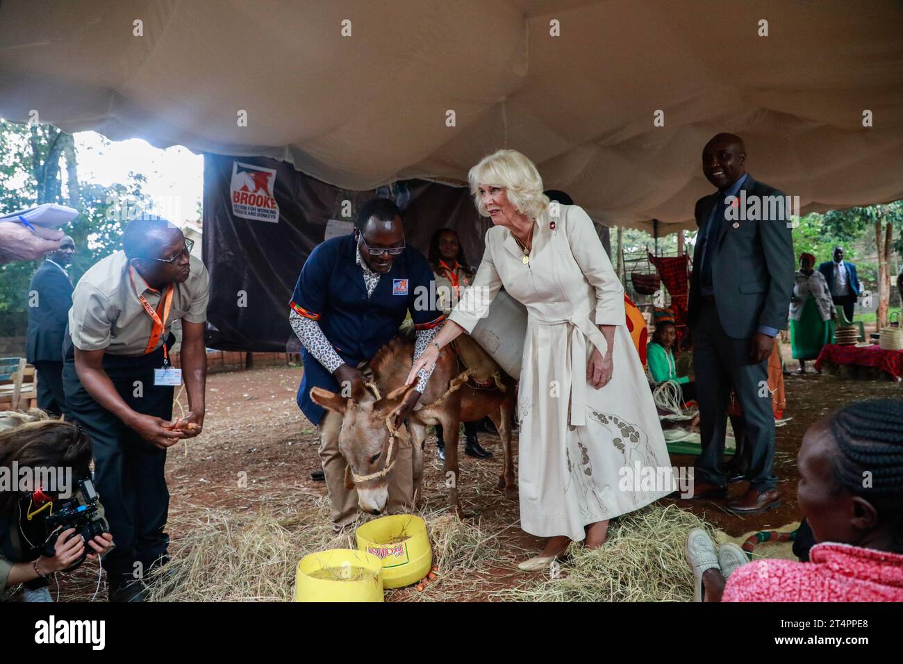 Queen Camilla touches a donkey during a visit to the Brooke Donkey ...