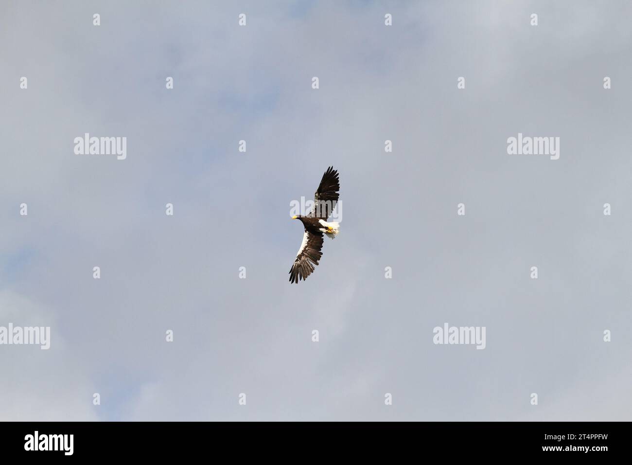 exterior day beauval zoo in an aviary flying birds show with a blue ...