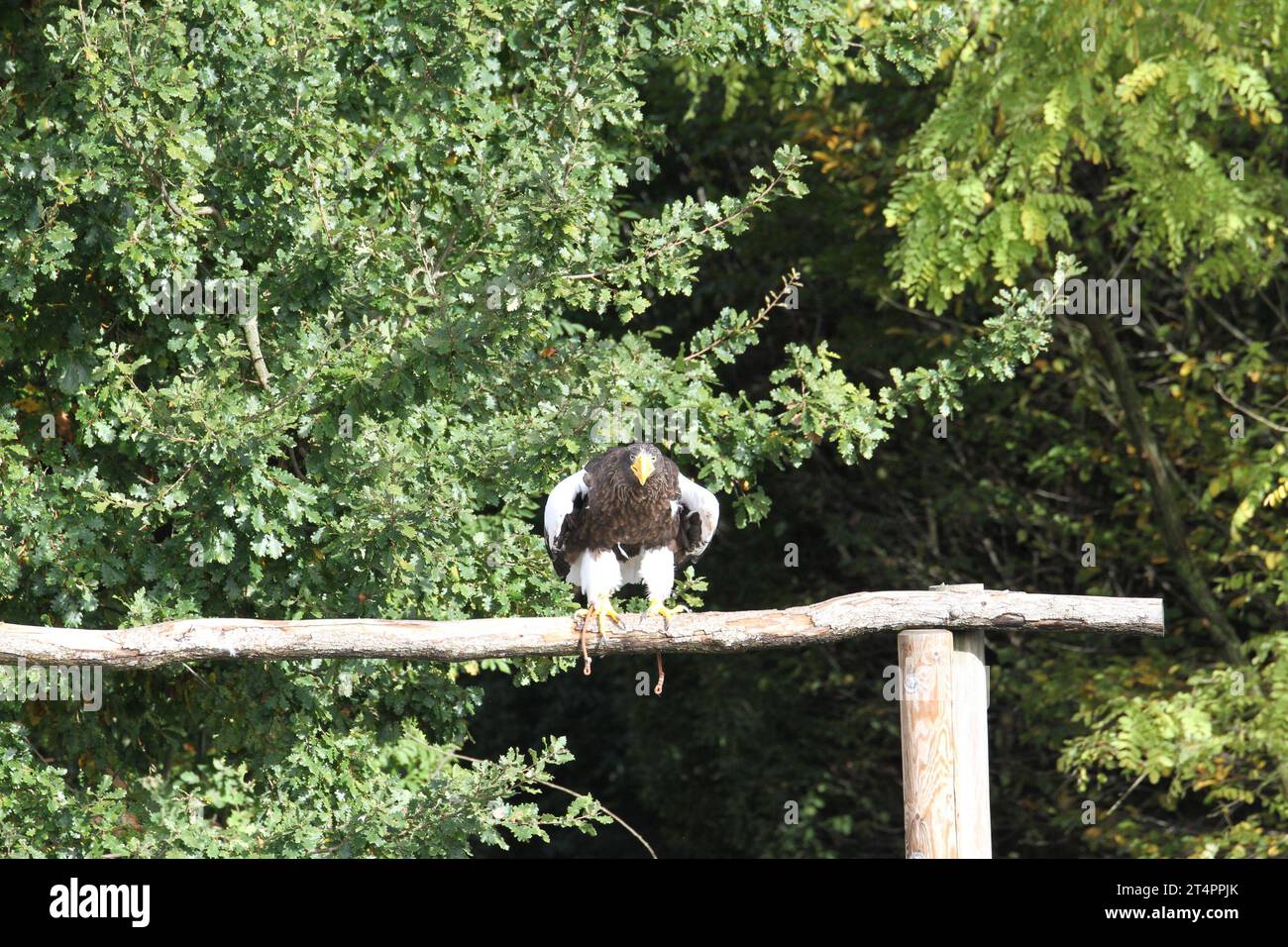 exterior day beauval zoo in an aviary flying birds show with a blue ...