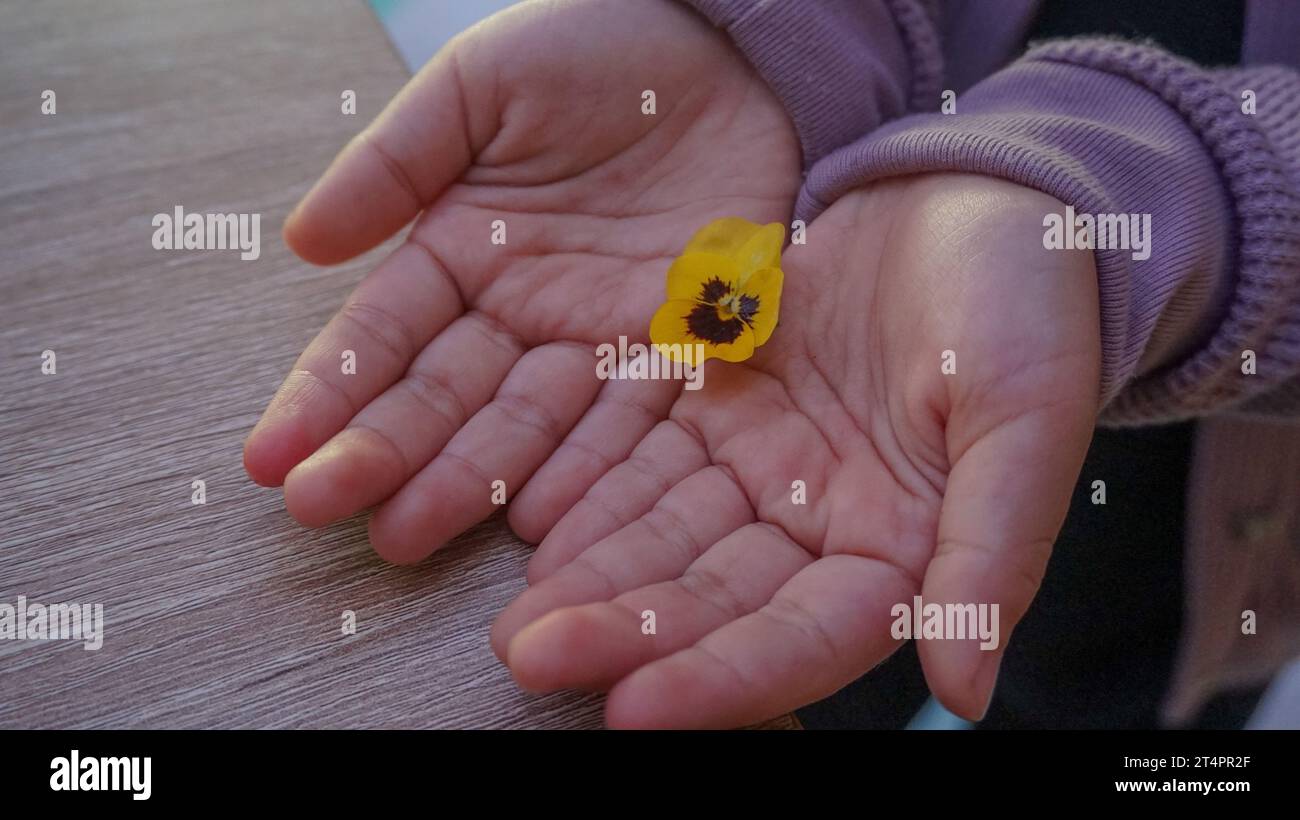 yellow petaled flower in the palm of the hand Stock Photo - Alamy