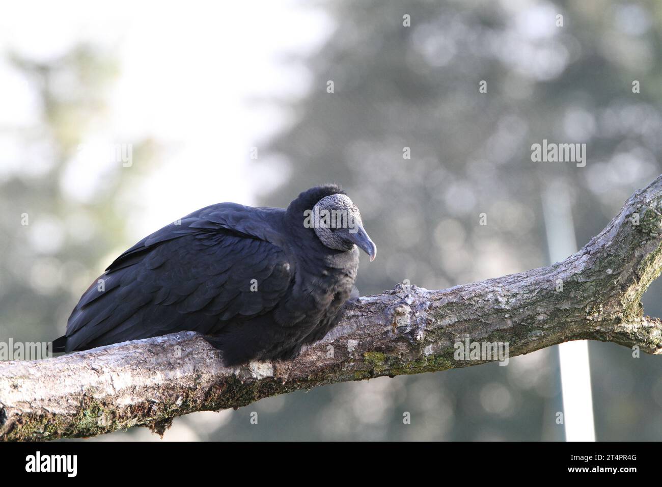 exterior day zoo beauval in an aviary exotic birds red black white ...