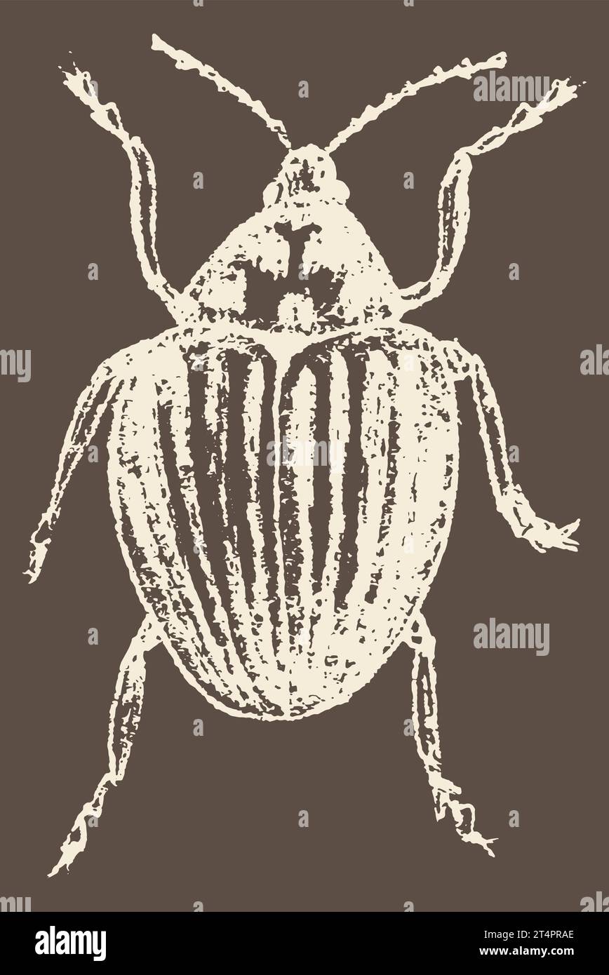 Bug. Vector hand drawn sketch illustration. Sloppy doodle grunge style ...