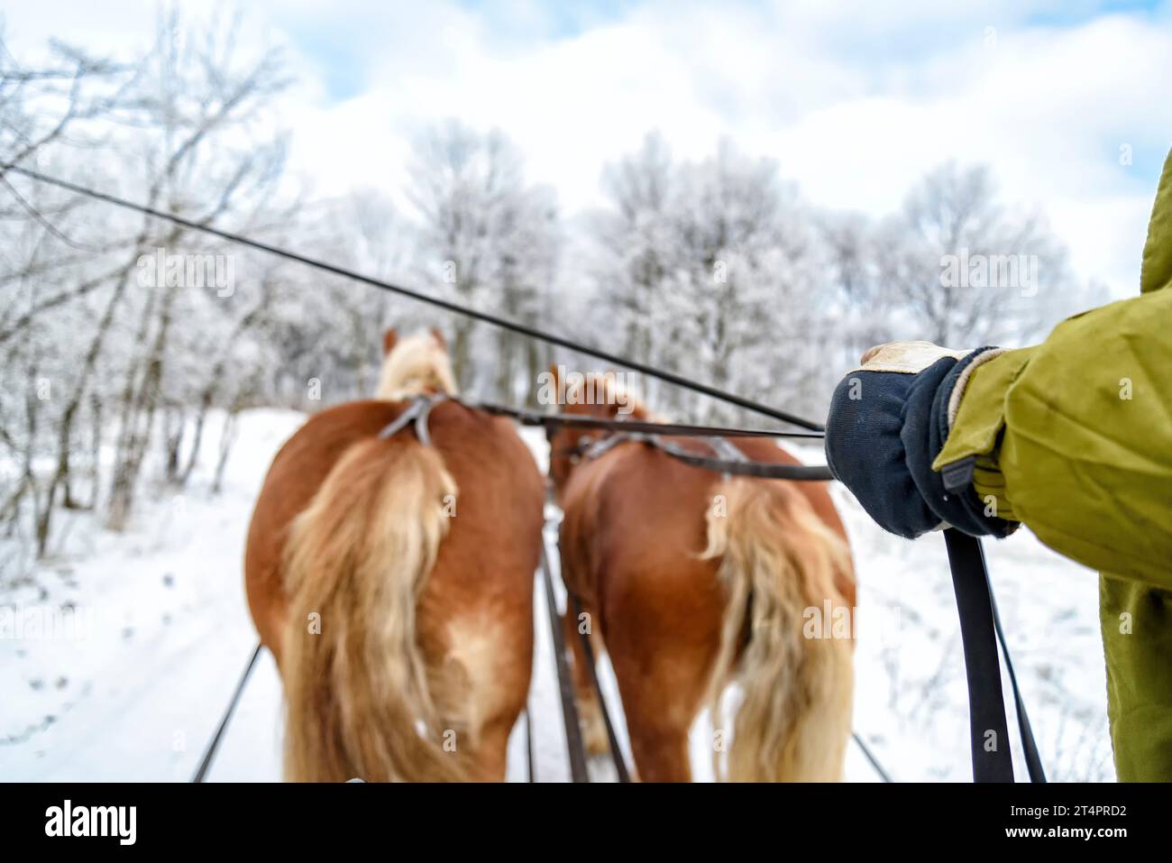 sleigh ride in the snow in Masuria in Poland Stock Photo - Alamy