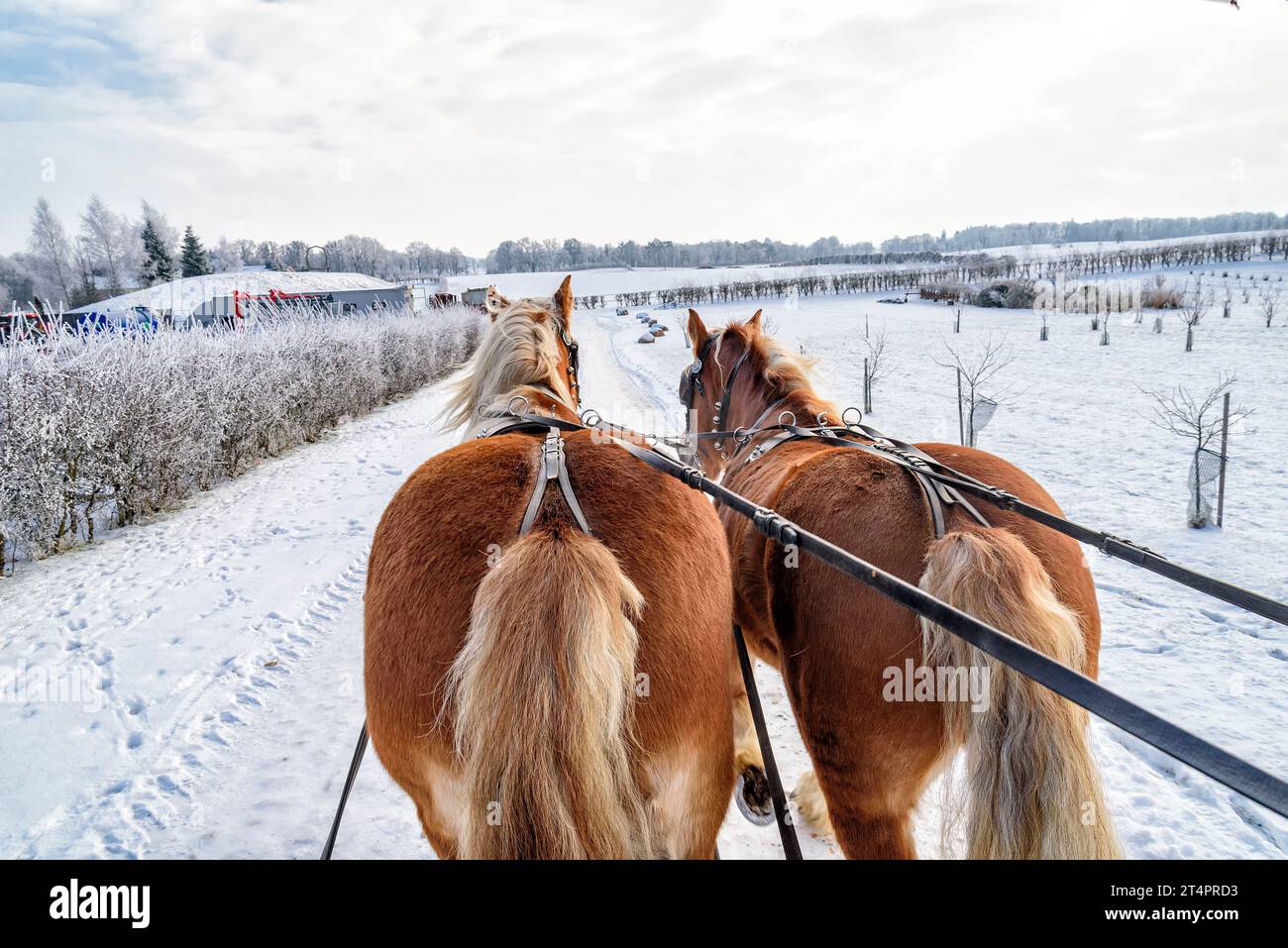 sleigh ride in the snow in Masuria in Poland Stock Photo - Alamy