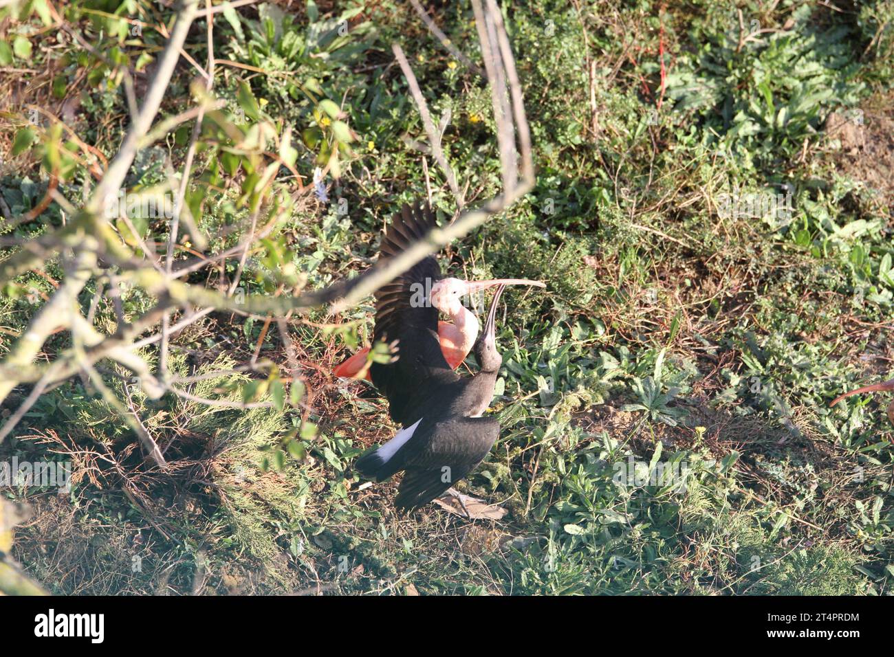 exterior day zoo beauval in an aviary exotic birds red black white ...
