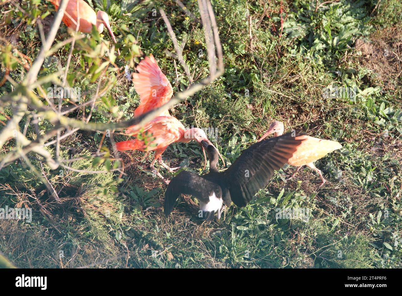 exterior day zoo beauval in an aviary exotic birds red black white ...