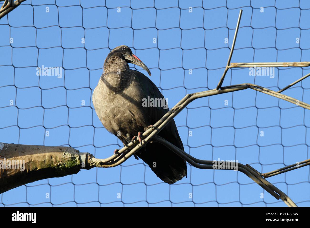 exterior day zoo beauval in an aviary exotic birds red black white ...