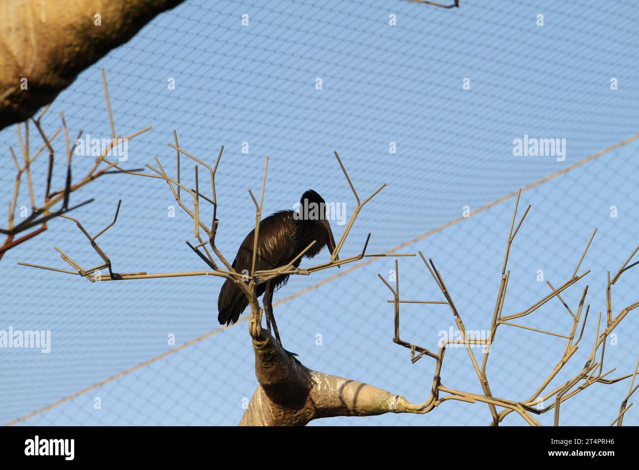 exterior day zoo beauval in an aviary exotic birds red black white ...