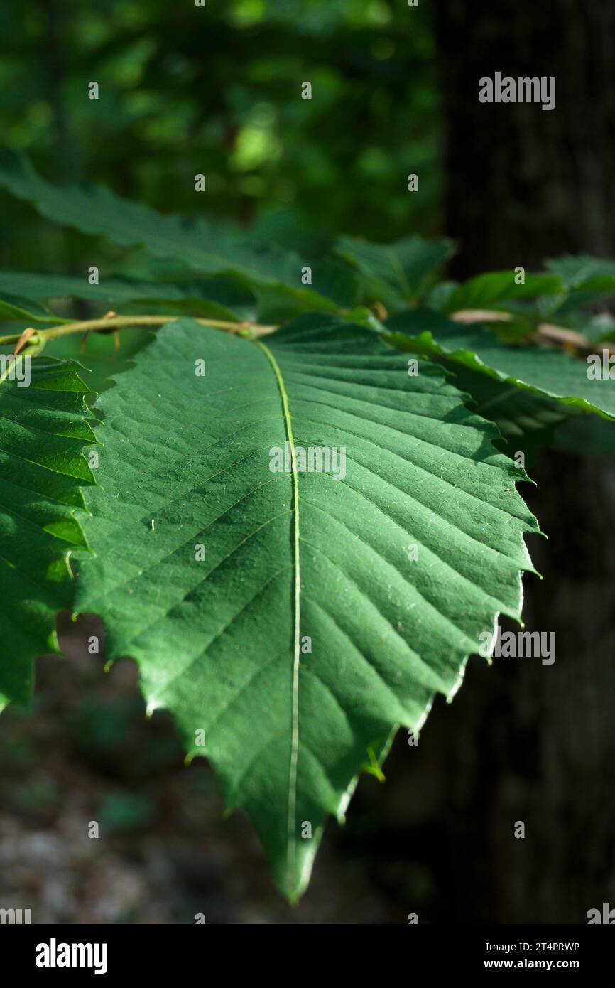Chestnut green leaf blade with detail of the branches with dark ...