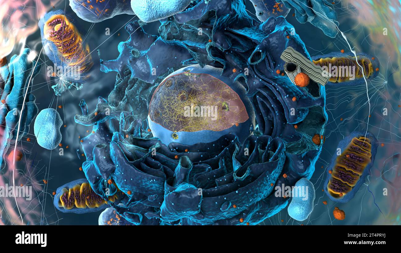 Subunits inside eukaryotic cell, nucleus and organelles and plasma ...