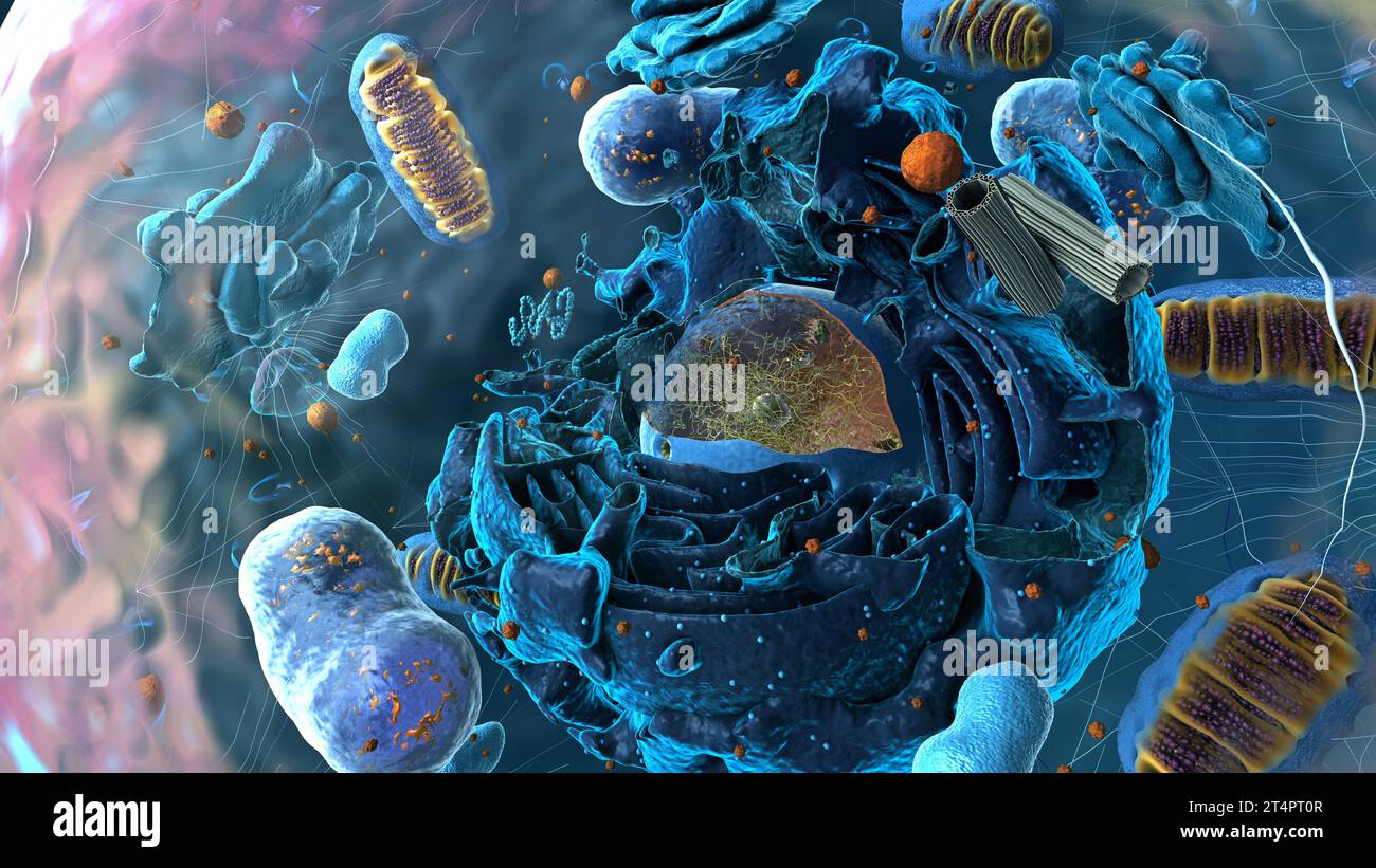 Subunits inside eukaryotic cell, nucleus and organelles and plasma ...