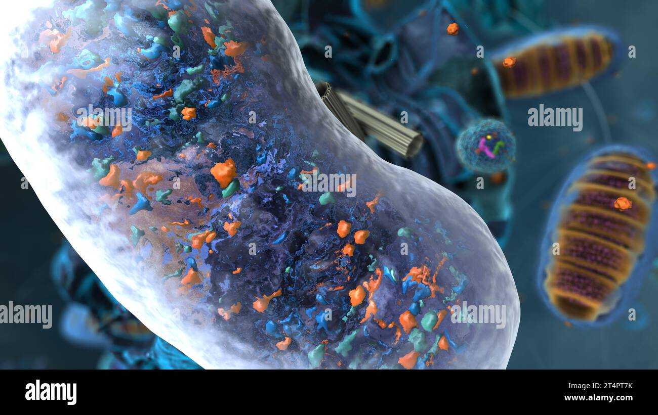 Vacuole hi-res stock photography and images - Alamy