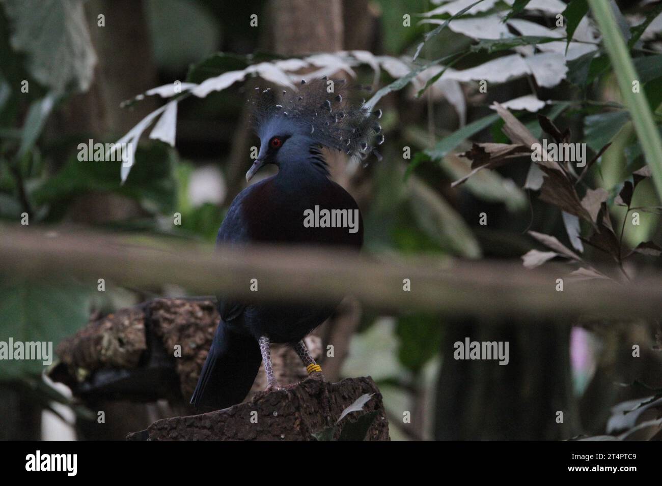 exterior day zoo beauval in an aviary exotic birds red black white ...