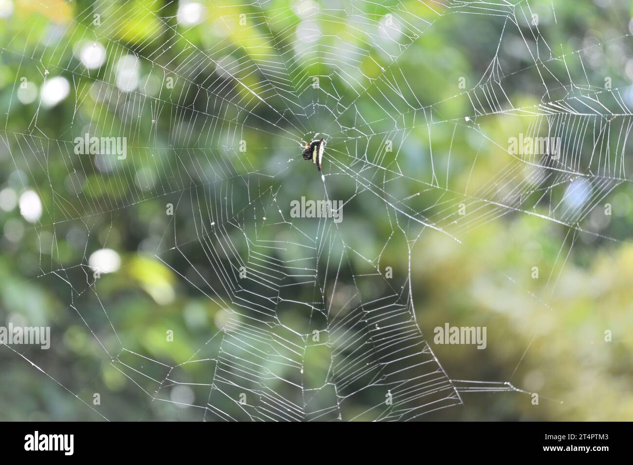Dorsal view of a female spiny backed orb weaver spider (Gasteracantha ...