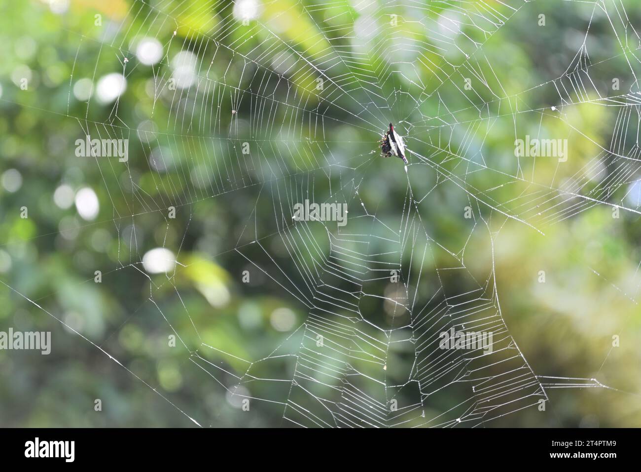 Female spikes weaver hi-res stock photography and images - Alamy