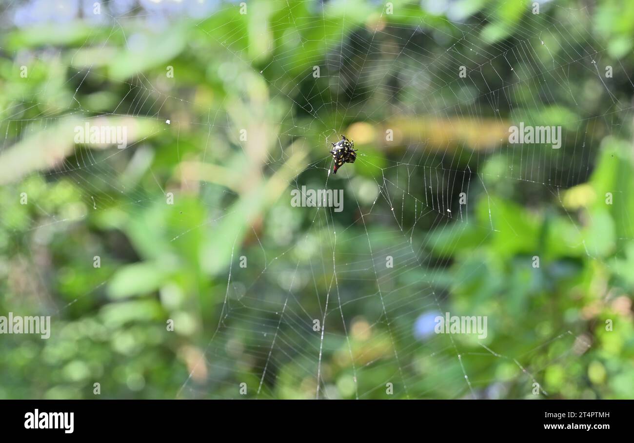 Ventral view of a female spiny backed orb weaver spider (Gasteracantha ...