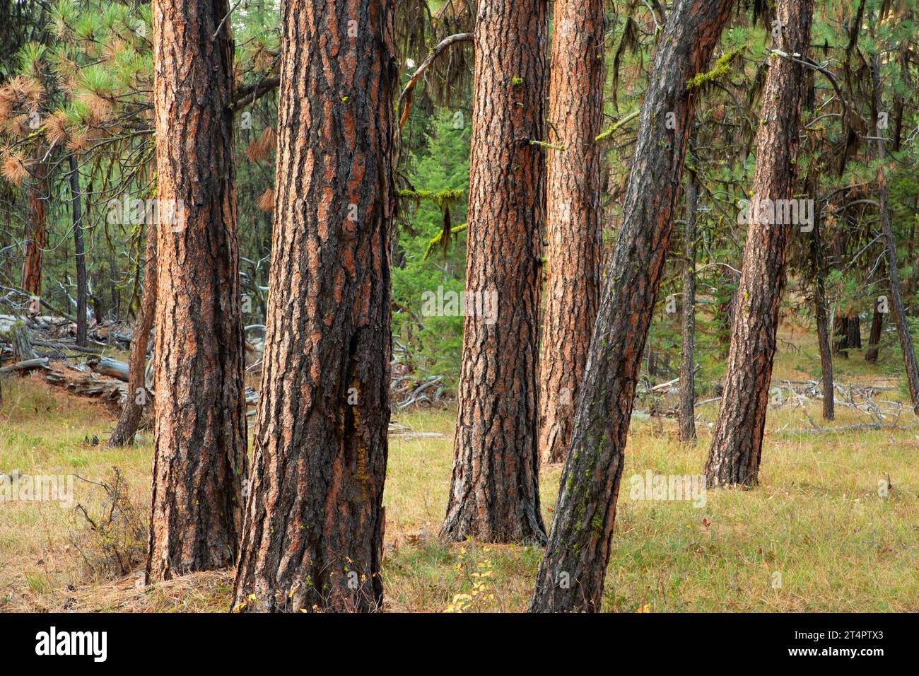 Ponderosa pine (Pinus ponderosa) along Myrtle Creek Trail, Malheur ...