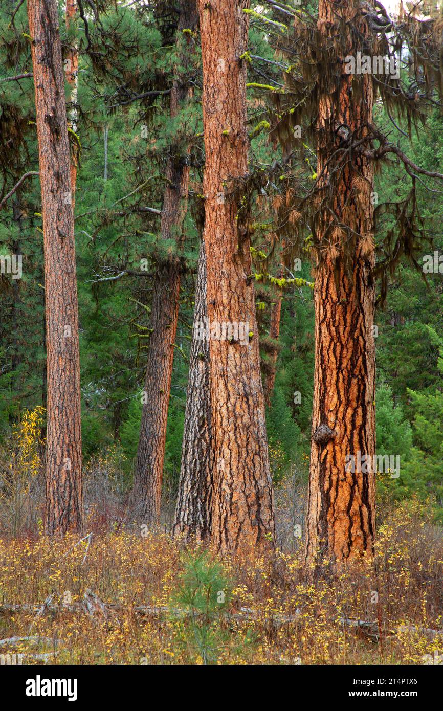 Ponderosa pine (Pinus ponderosa) along Myrtle Creek Trail, Malheur ...