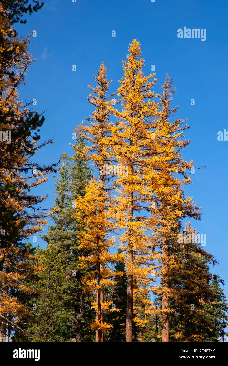 Western larch (Larix occidentalis) in autumn, Malheur National Forest ...