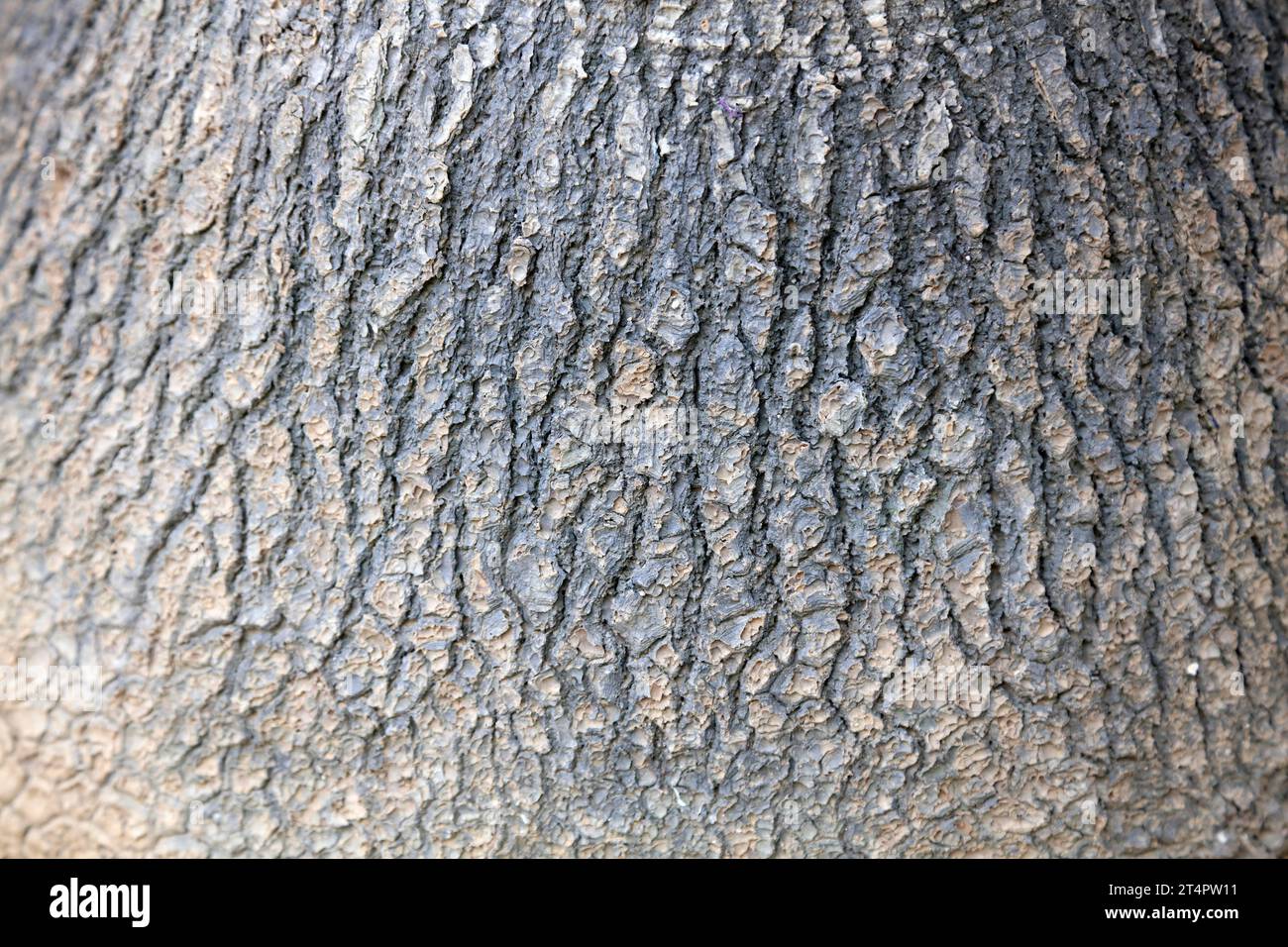 Elephant foot tree hi-res stock photography and images - Alamy