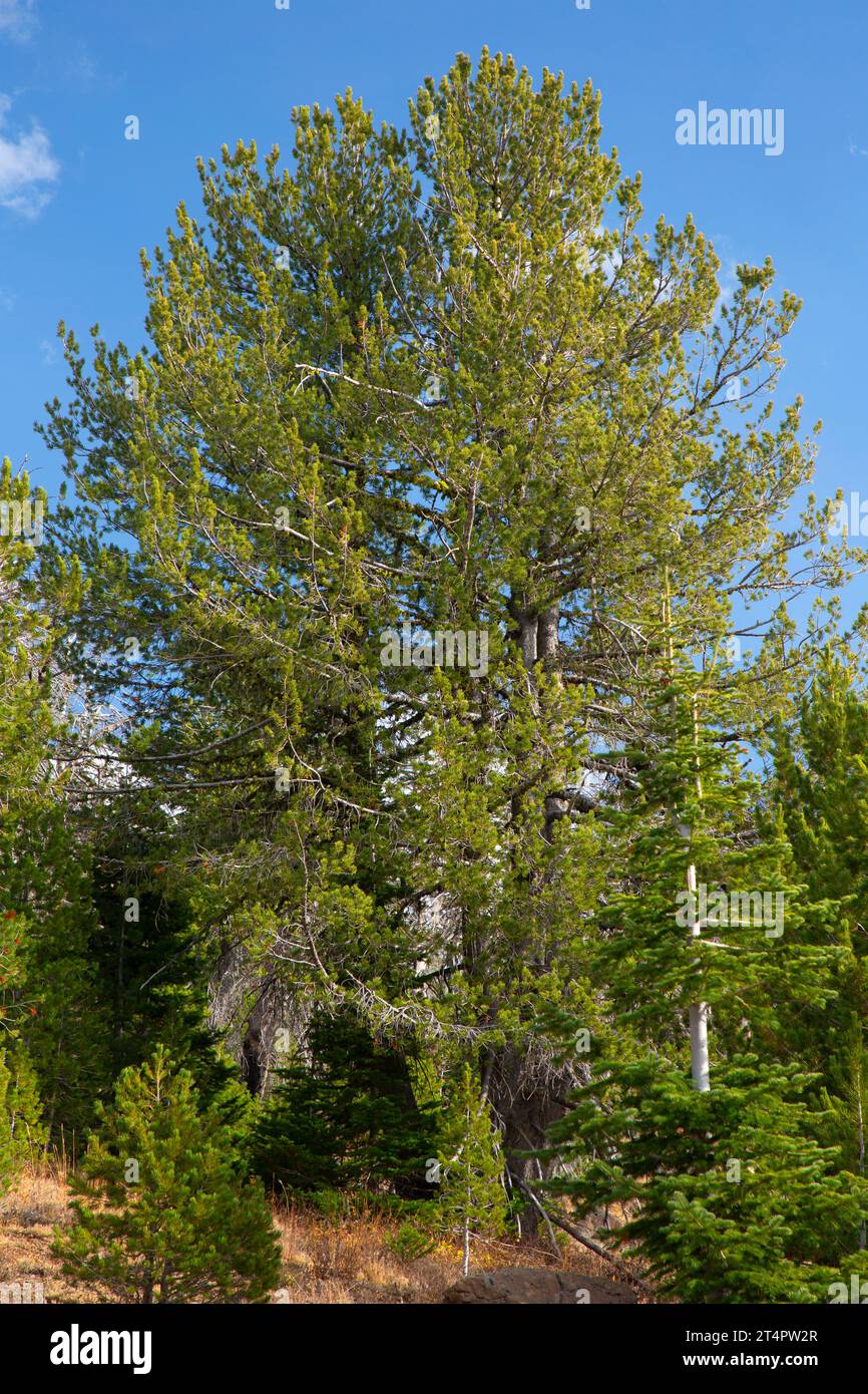 Whitebark pine (Pinus albicaulis) along Roads End Trail, Strawberry ...