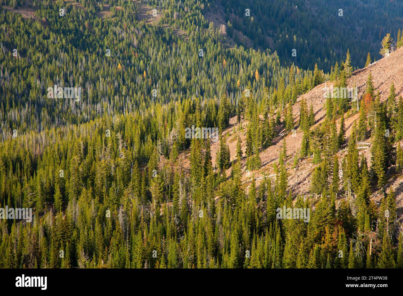 Strawberry Basin forest from Roads End Trail, Strawberry Mountain ...