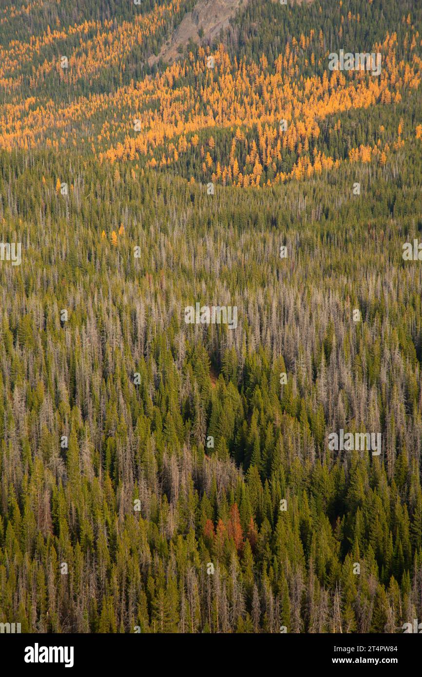Strawberry Basin forest from Roads End Trail, Strawberry Mountain ...