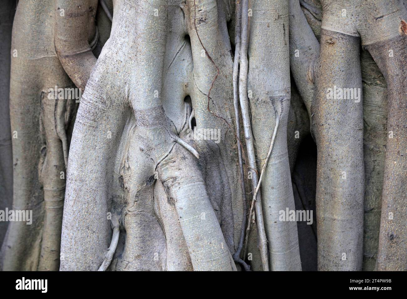 Ficus microcarpa tree root feature Stock Photo - Alamy