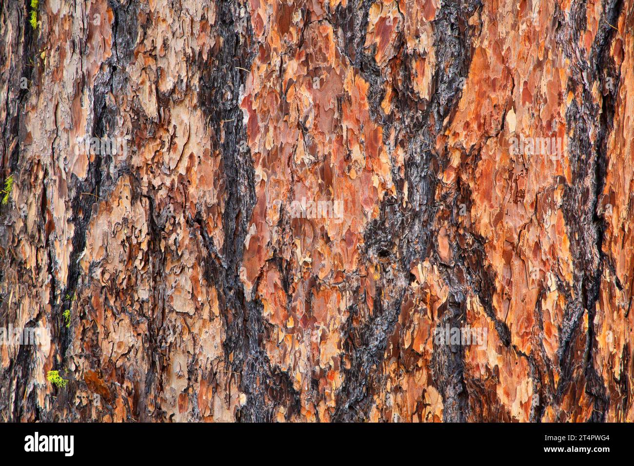 Western larch (Larix occidentalis) bark along Strawberry Basin Trail ...