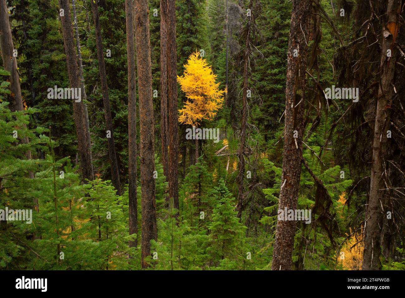 Western larch (Larix occidentalis) in autumn along Strawberry Basin ...