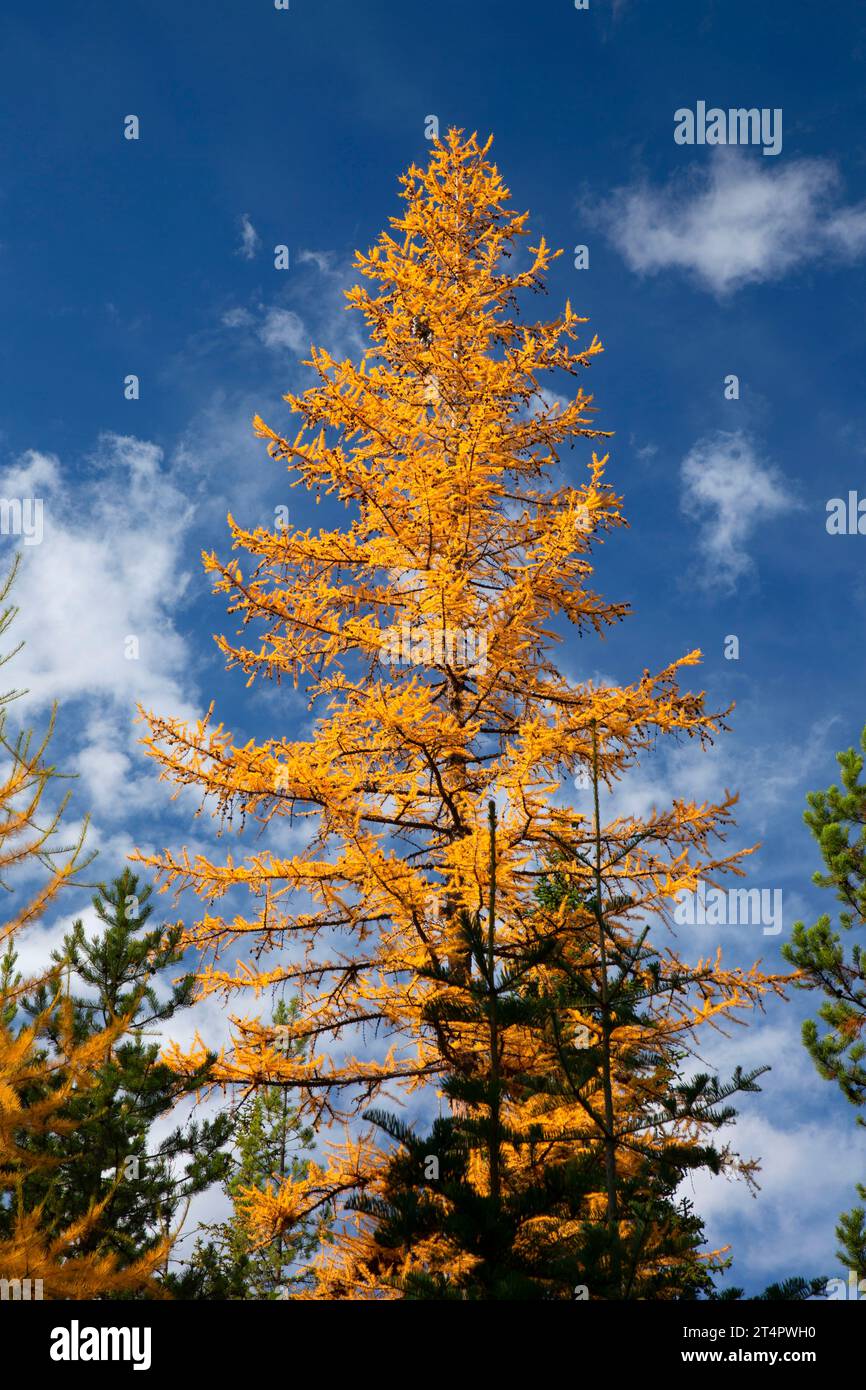 Western larch (Larix occidentalis) in autumn along Strawberry Basin ...