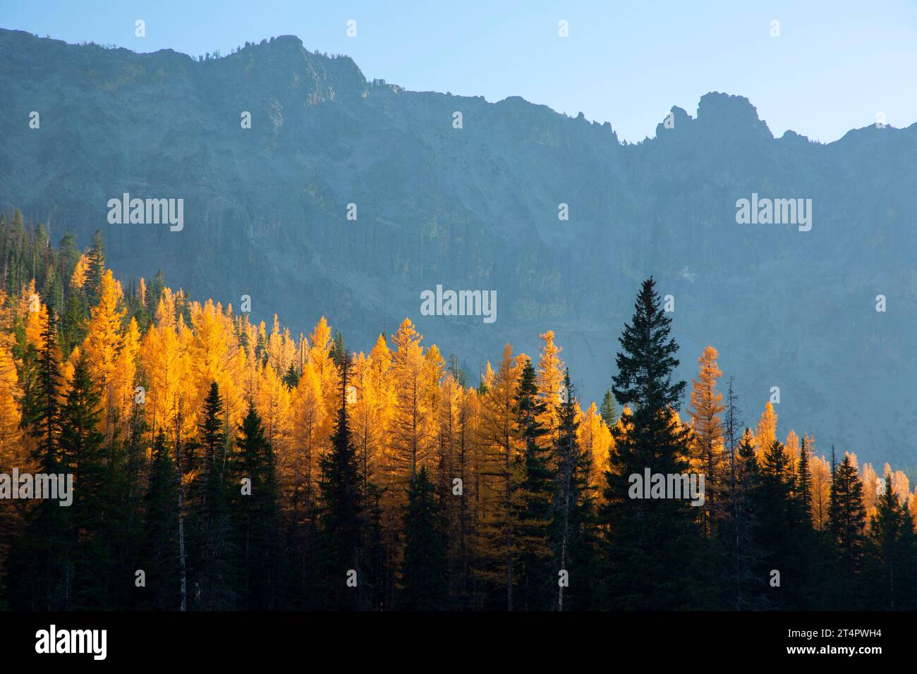 Western larch (Larix occidentalis) in autumn from Strawberry Lake Trail ...