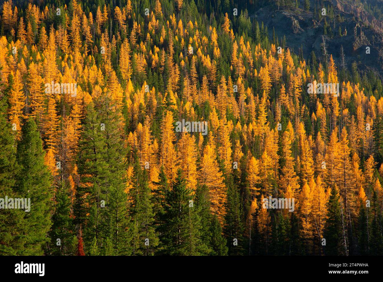 Western larch (Larix occidentalis) in autumn from Strawberry Lake Trail ...