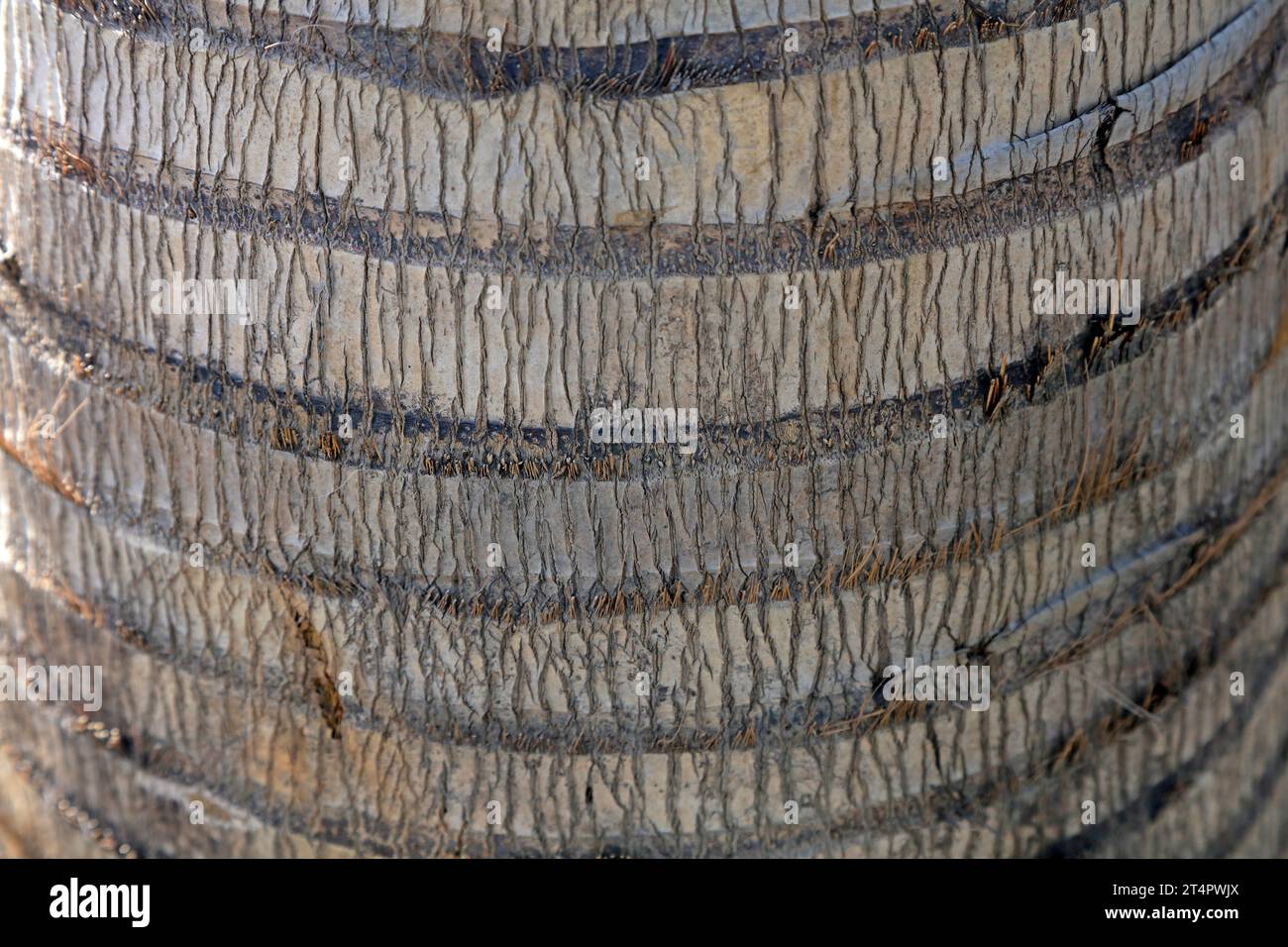 Coconut tree bark Stock Photo - Alamy