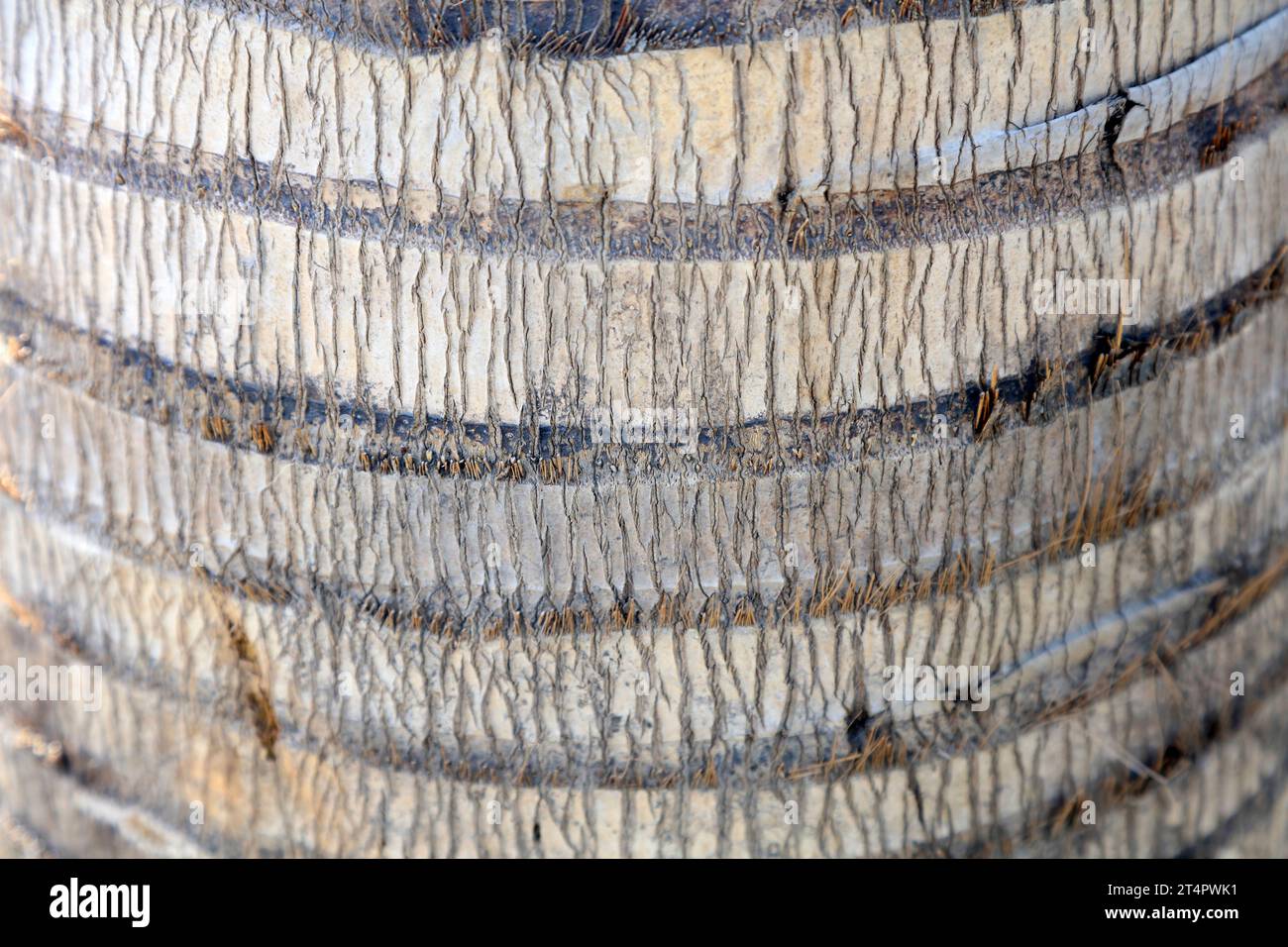 Coconut tree bark Stock Photo - Alamy