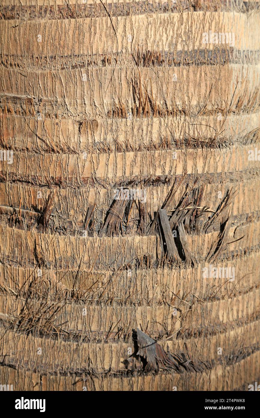 Coconut tree bark Stock Photo - Alamy