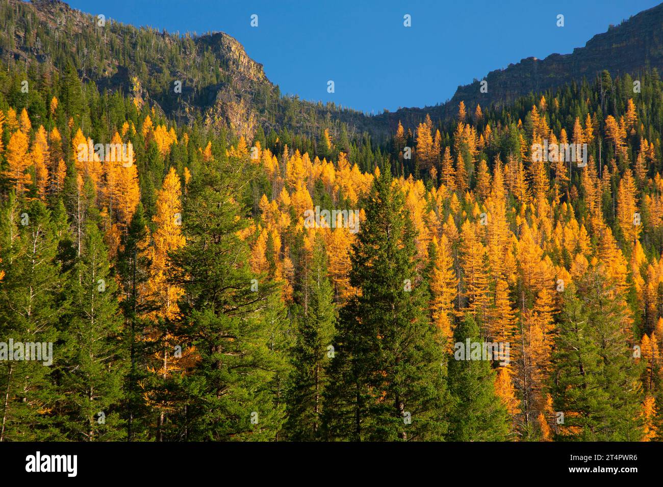 Western larch (Larix occidentalis) in autumn from Strawberry Lake Trail ...