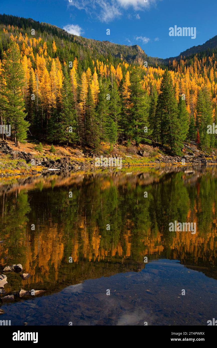 Strawberry Lake with Western larch (Larix occidentalis) in autumn ...