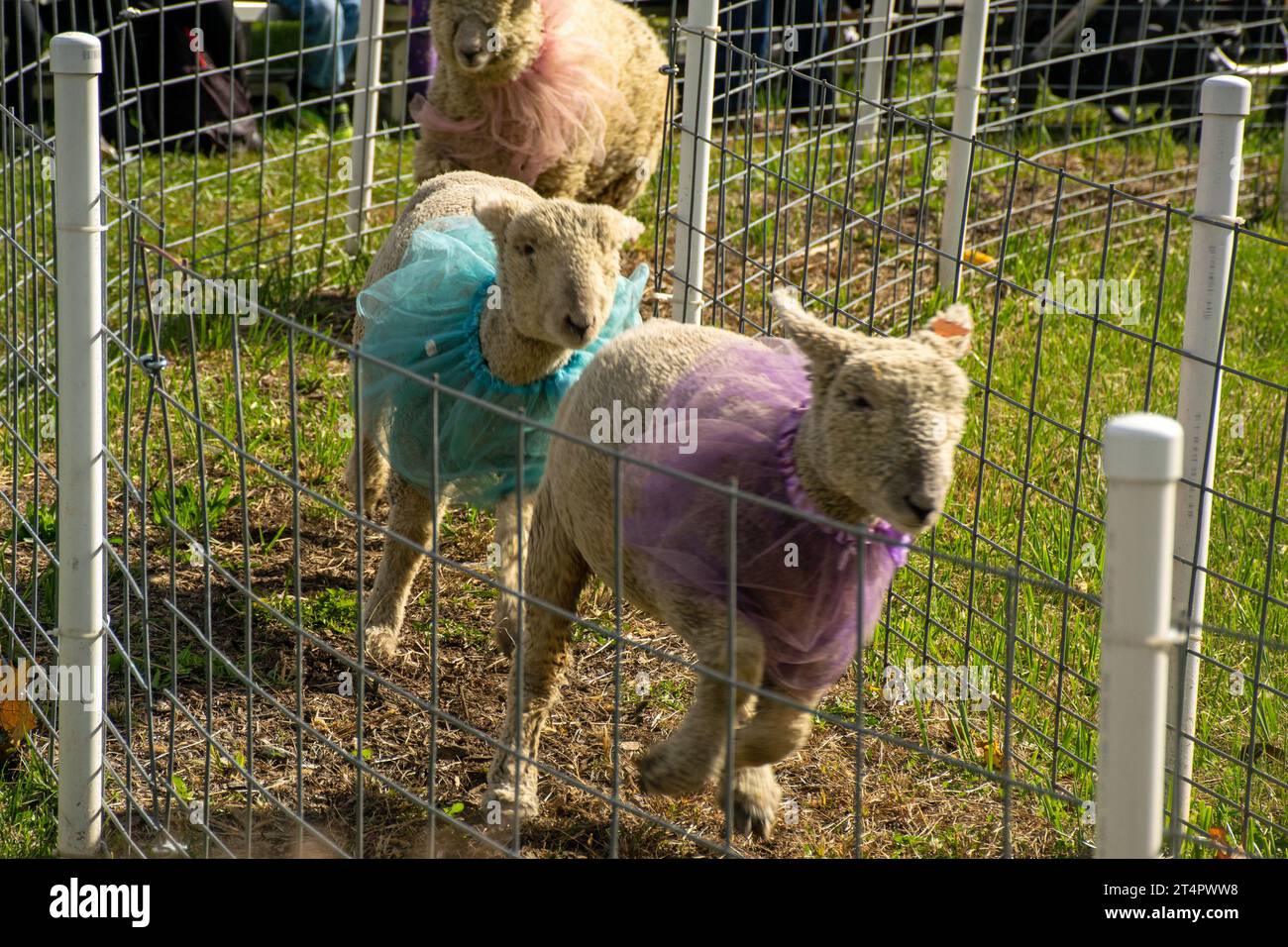 Sheep race hi-res stock photography and images - Alamy