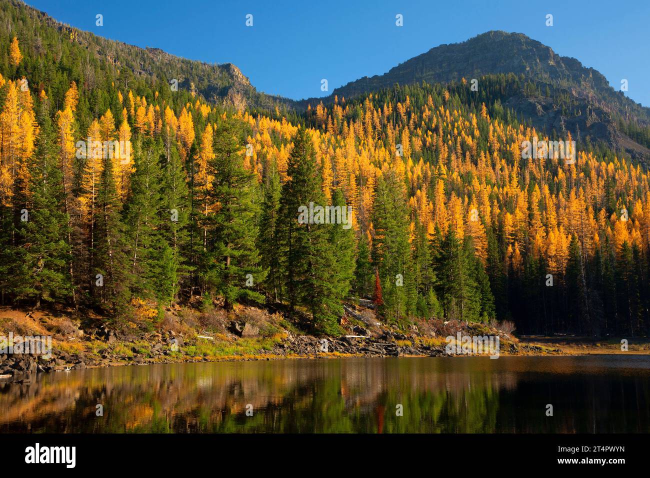 Strawberry Lake with Western larch (Larix occidentalis) in autumn ...