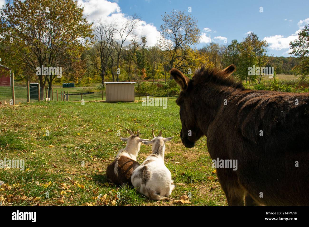 Donkey and goats hi-res stock photography and images - Alamy