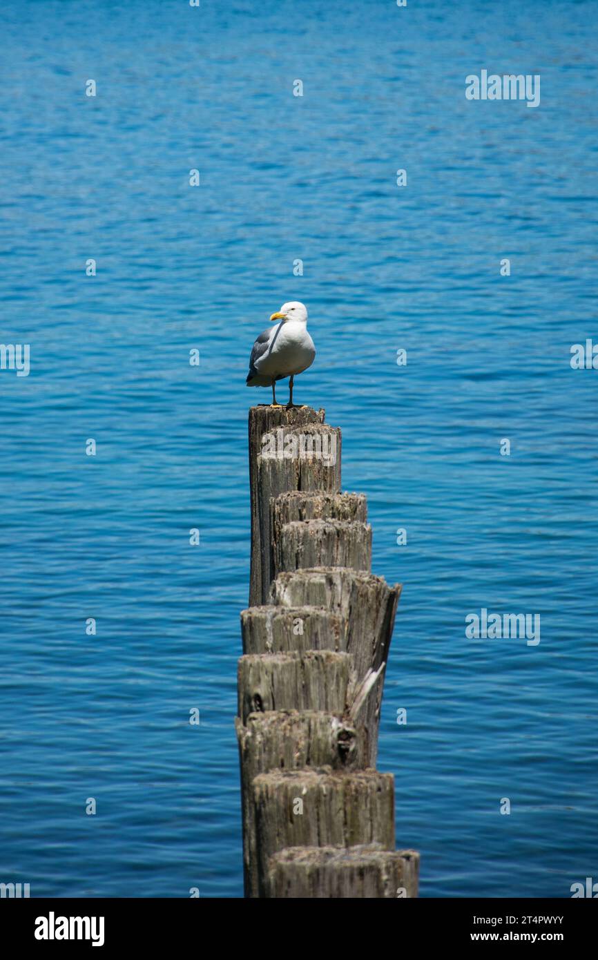 Seagull on post Stock Photo - Alamy