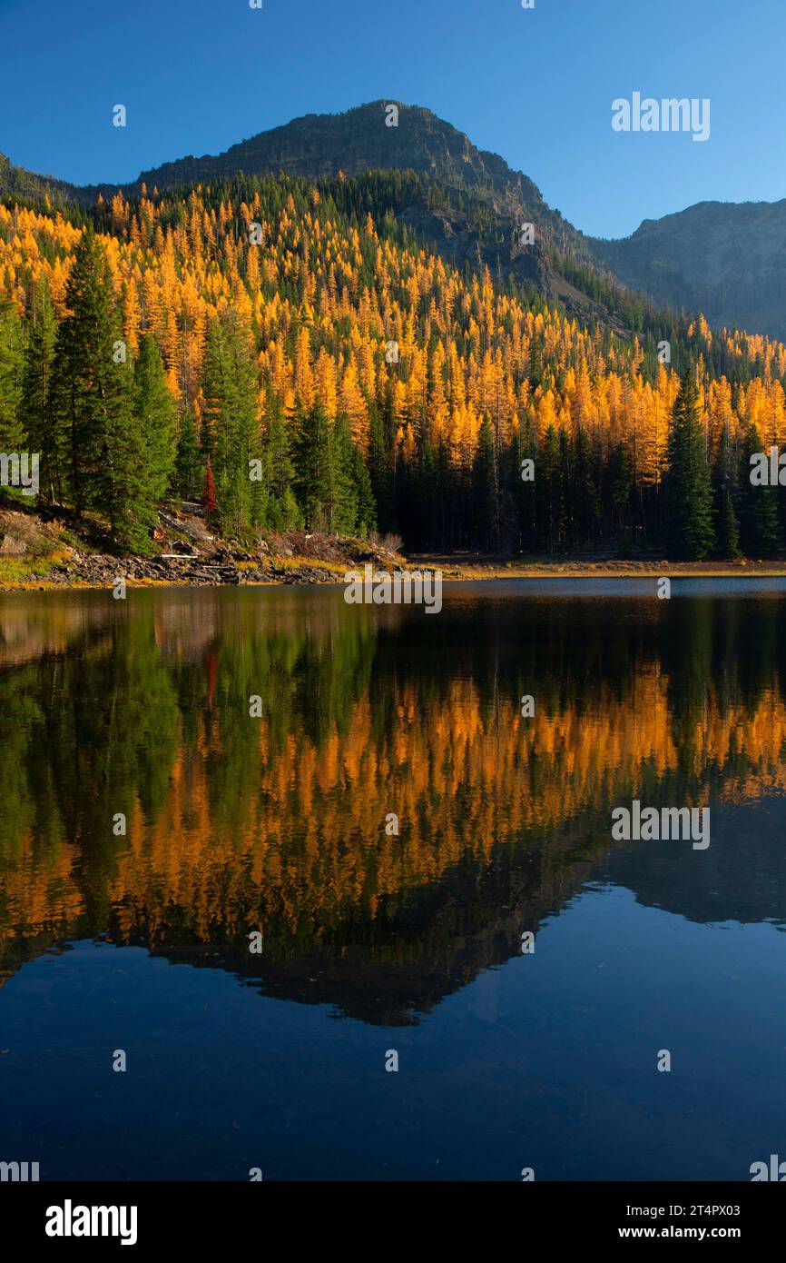 Strawberry Lake with Western larch (Larix occidentalis) in autumn ...