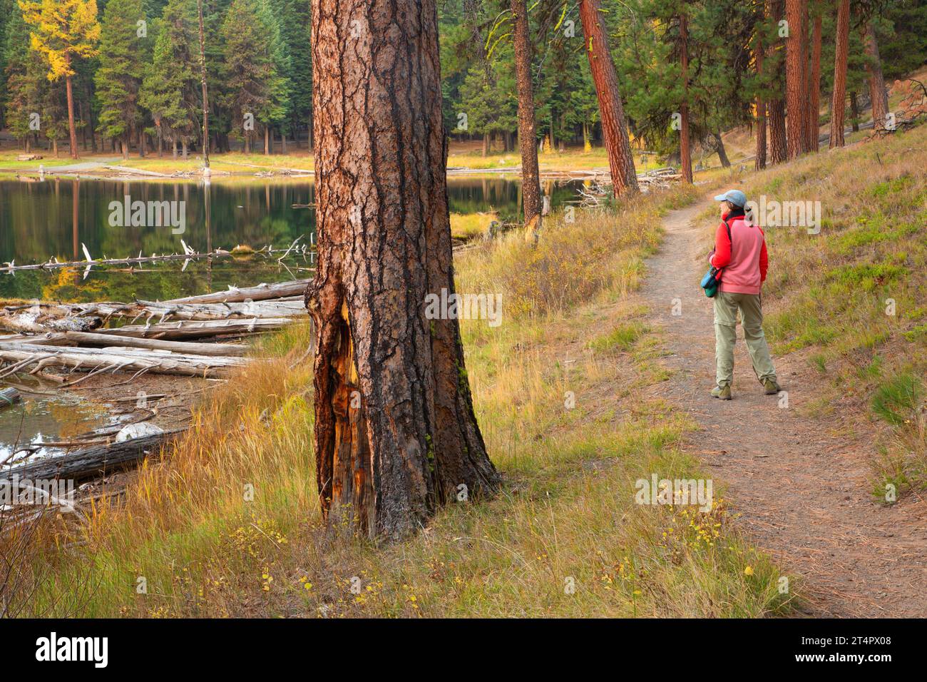 Magone Lake Trail with Ponderosa pine (Pinus ponderosa), Malheur ...